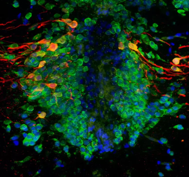 Dopamine-producerende zenuwcellen in de hersenen van de zebravis