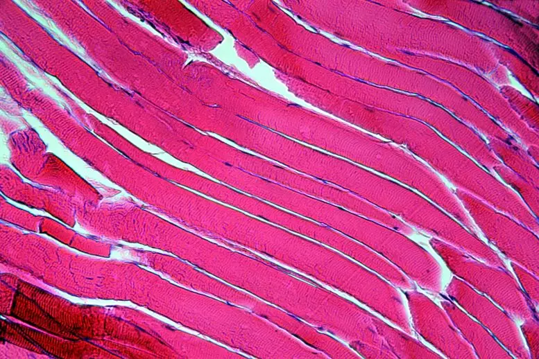 Cellules des fibres musculaires
