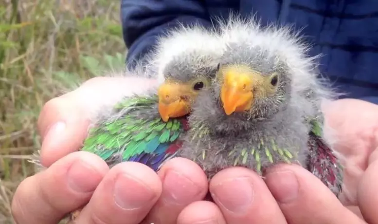 Swift Parrots