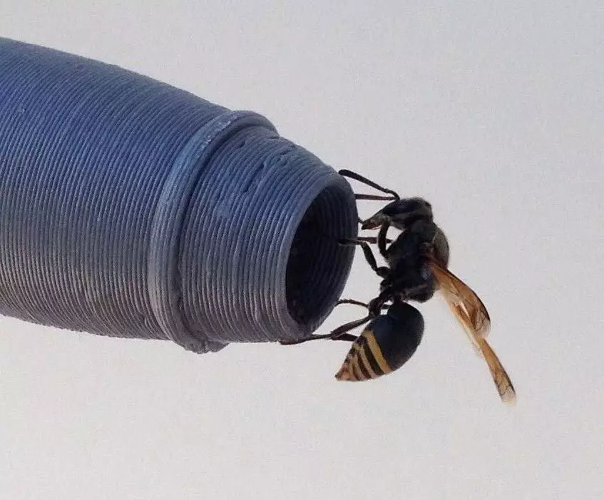 کاوشگر پیتوت زنبورهای سوراخ کلید