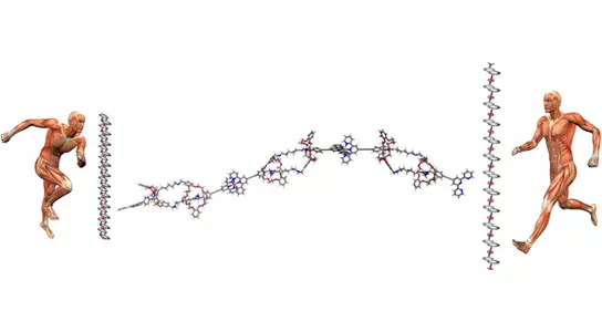 Majelis Nano-Mesin Molekuler Niru Gerakan Otot Manungsa 21570_1