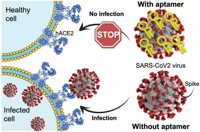 Spike virusul SARS-CoV-2 recunoaște proteina hACE2