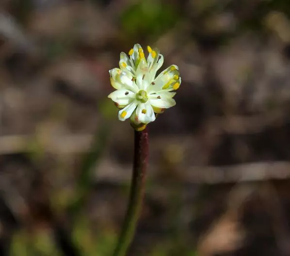 Triantha occidentalis ର ଫୁଲ |