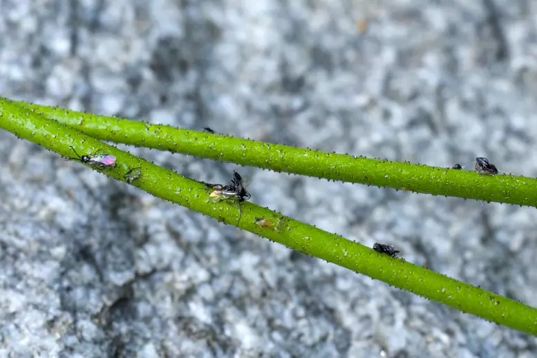 Kampjuni tal-Qasam friski ta' Triantha occidentalis