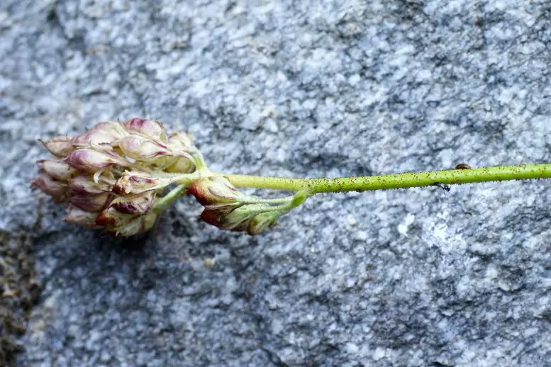 Triantha occidentalis aus dem North-Cascades-Nationalpark