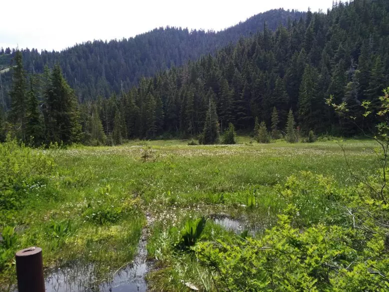 Bog di Taman Wilayah Cypress di British Columbia