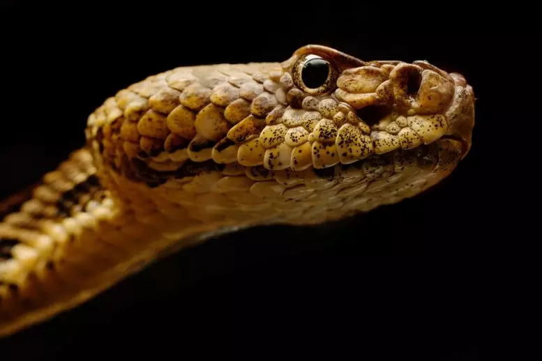 I-Timber Rattlesnake