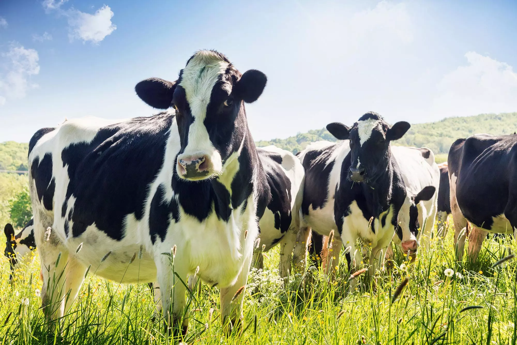 MilKey: Ny teknik för att hjälpa mjölkbönder att föda upp friska kor