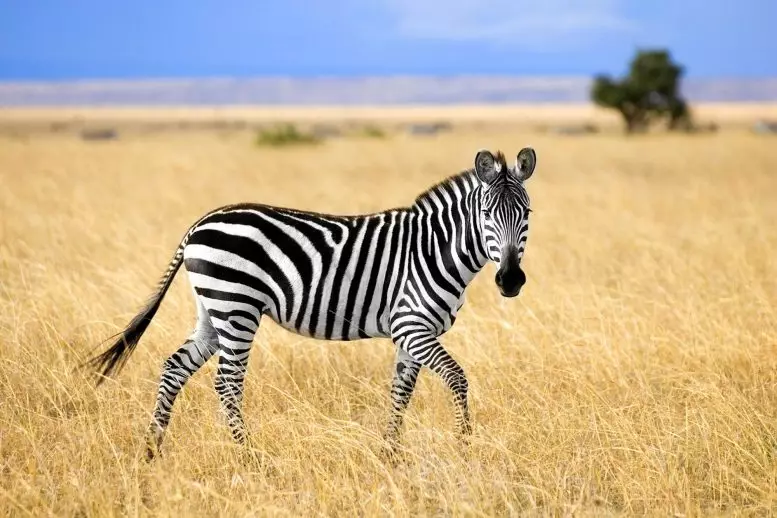 Foto Zebra