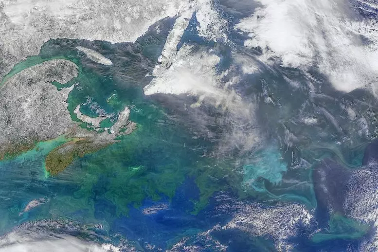 Awọn agbegbe Phytoplankton Bloom