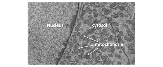 自然に生成された化合物は老化の側面を巻き戻します