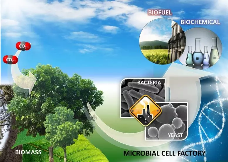 Microorganisms استعمال ڪندي Biofuels پيدا ڪرڻ
