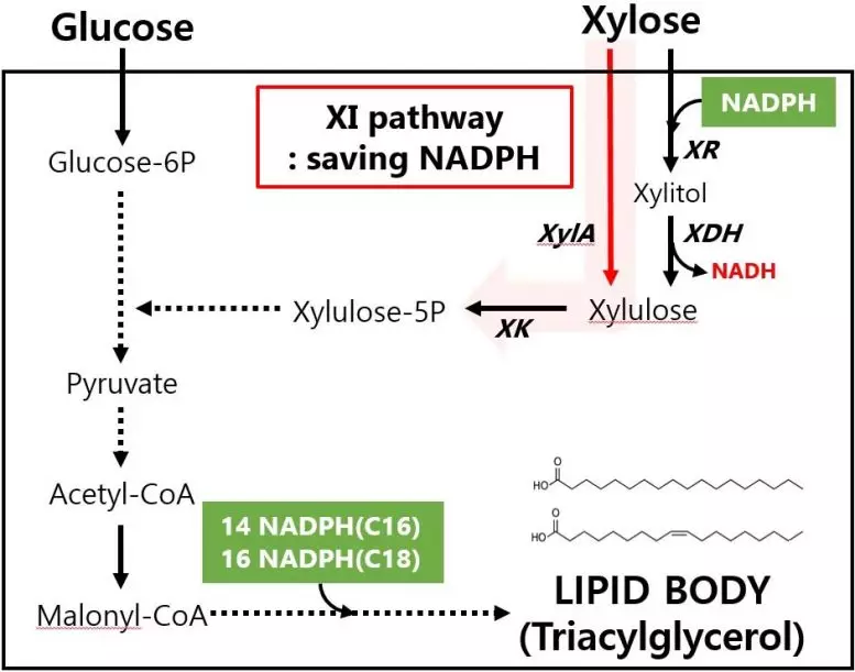 Xyloxische metabole routes