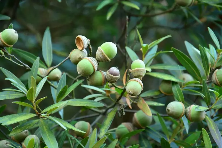 Quercus bambusifolia