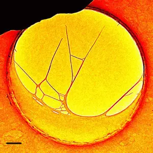 Visualizing Paripolah Nanostruktur Biologis dina Boh Spasi jeung Waktos 2229_1