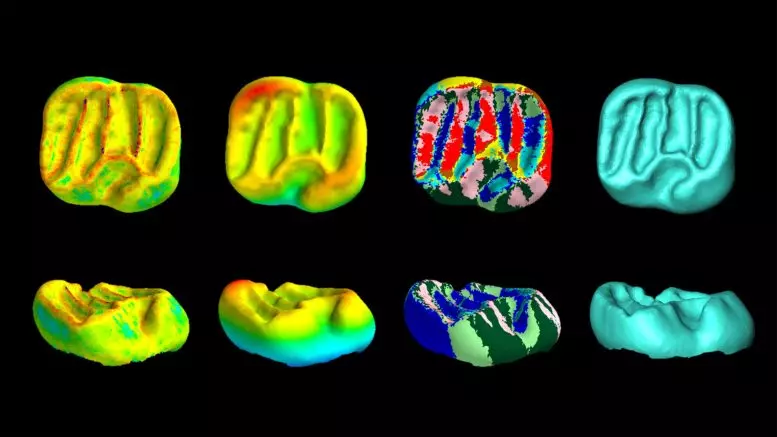 Mammal Teeth CT Scans