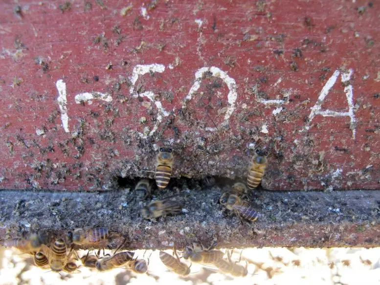 Včely medonosné používajú vstup do úľa zvierat