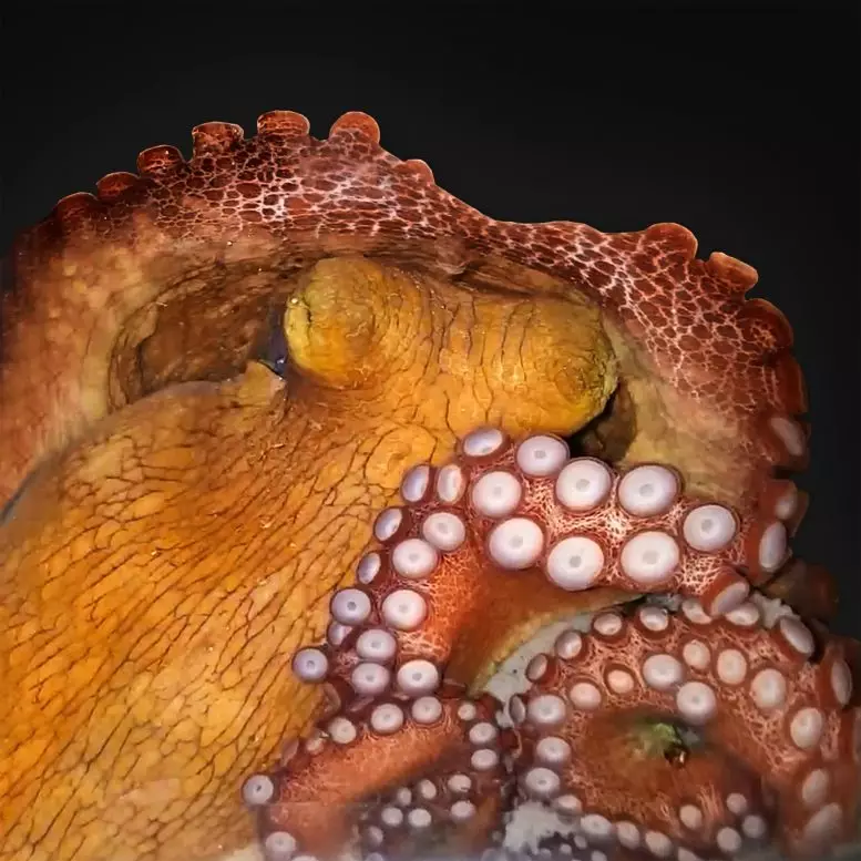 Octopus am aktive Schlof