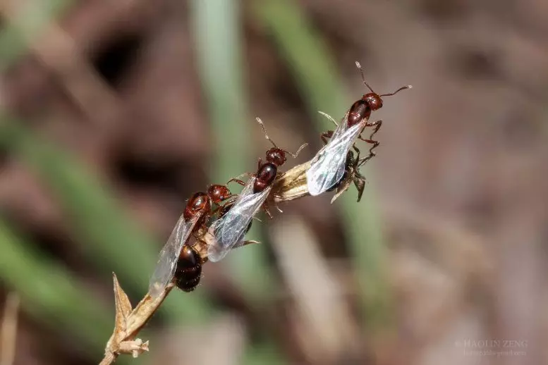 વિંગ્ડ ફાયર એન્ટ્સ