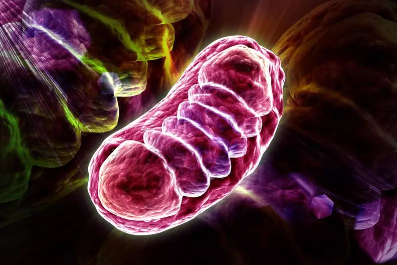 Cell Mitochondria Papiso