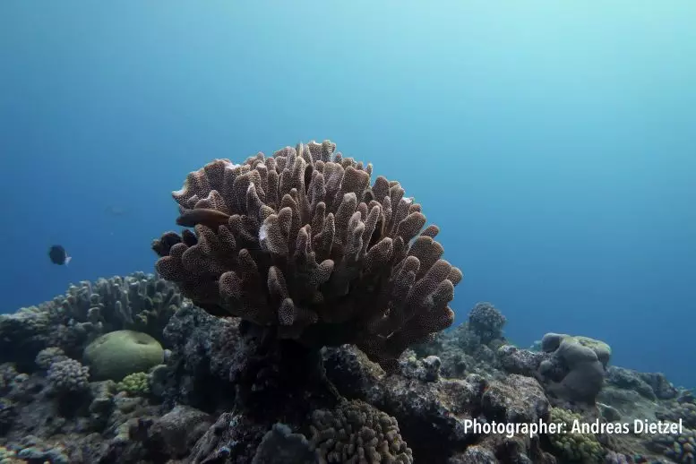 Great Barrier Reef Lost Coral