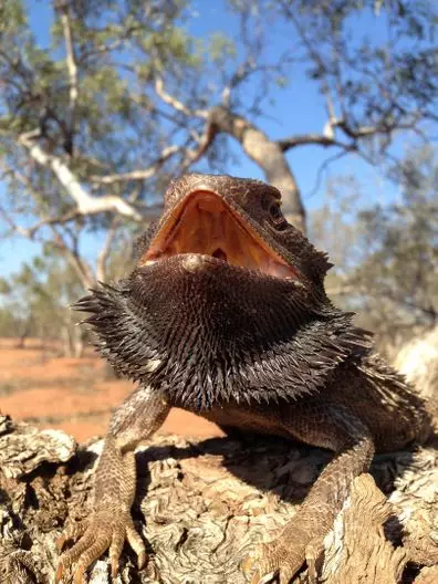 Skäggdrake (Pogona vitticeps)