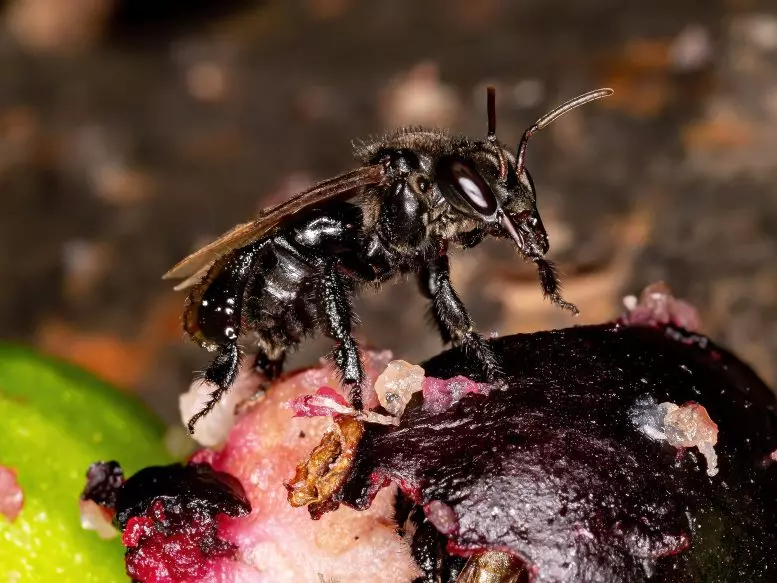 ಕುಟುಕು ರಹಿತ ಜೇನುನೊಣ