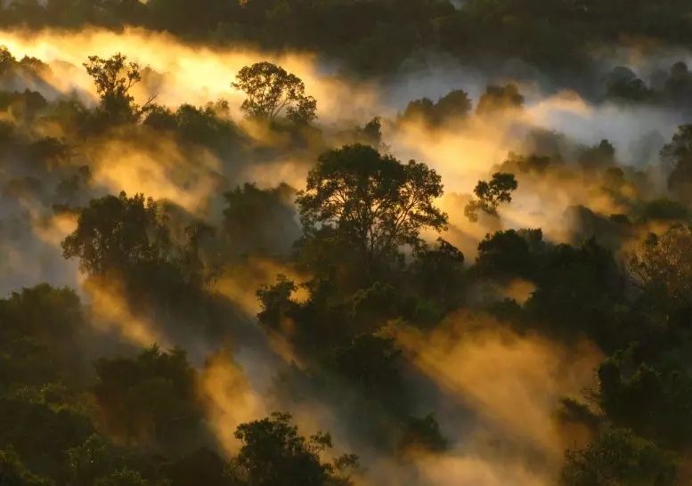 အမေဇုန်သစ်တော Canopy