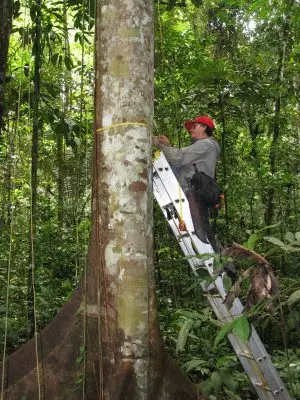 Merjenje amazonskih dreves