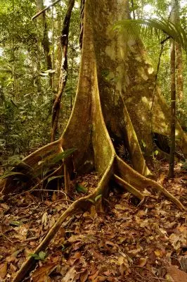 Kaymaha kulaylaha ee Colombia