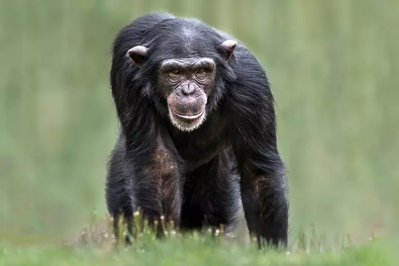 Шимпанзе в дикой природе
