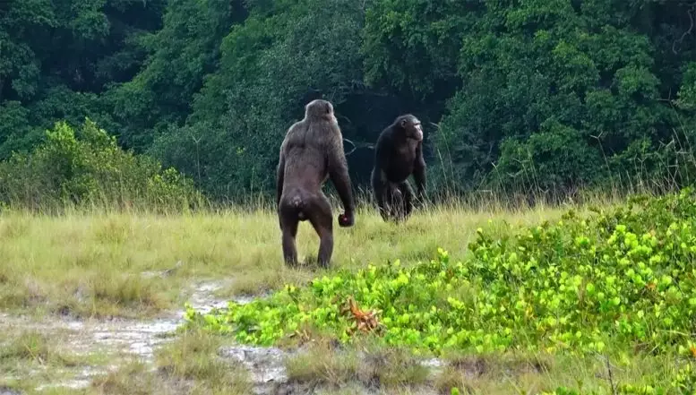 Проект Loango Chimpanzee в Габоне