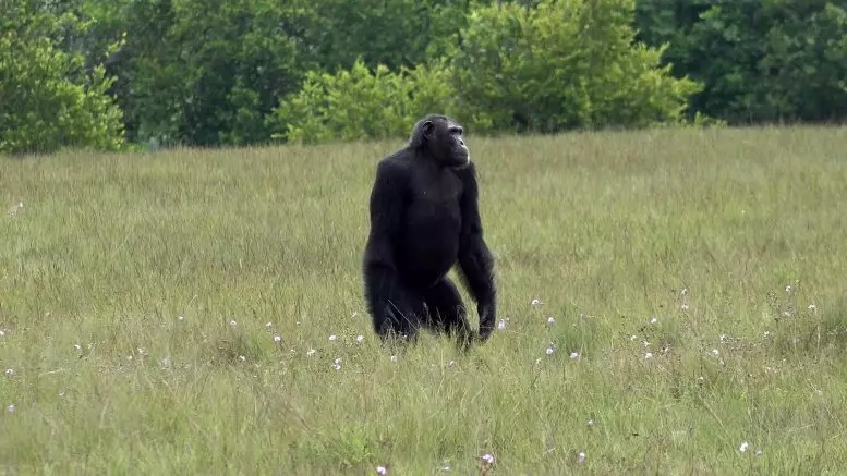 Взрослый самец шимпанзе