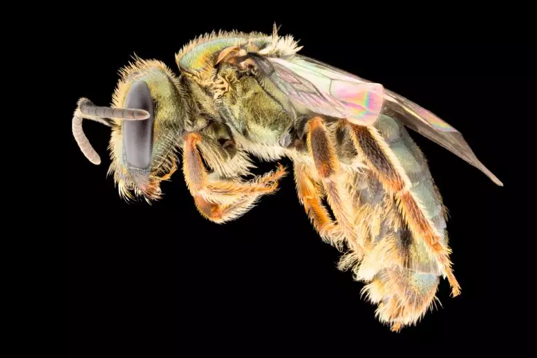 Homalictus fijiensis Bee, Weibchen