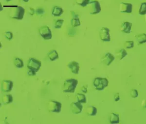 Suhu Kamar Spektroskopi Sinar-X Femtosecond Simultan dan Difraksi Fotosistem II 2285_1