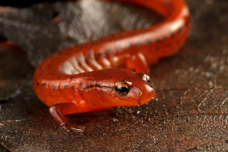 Salamander Carolina Sandhills