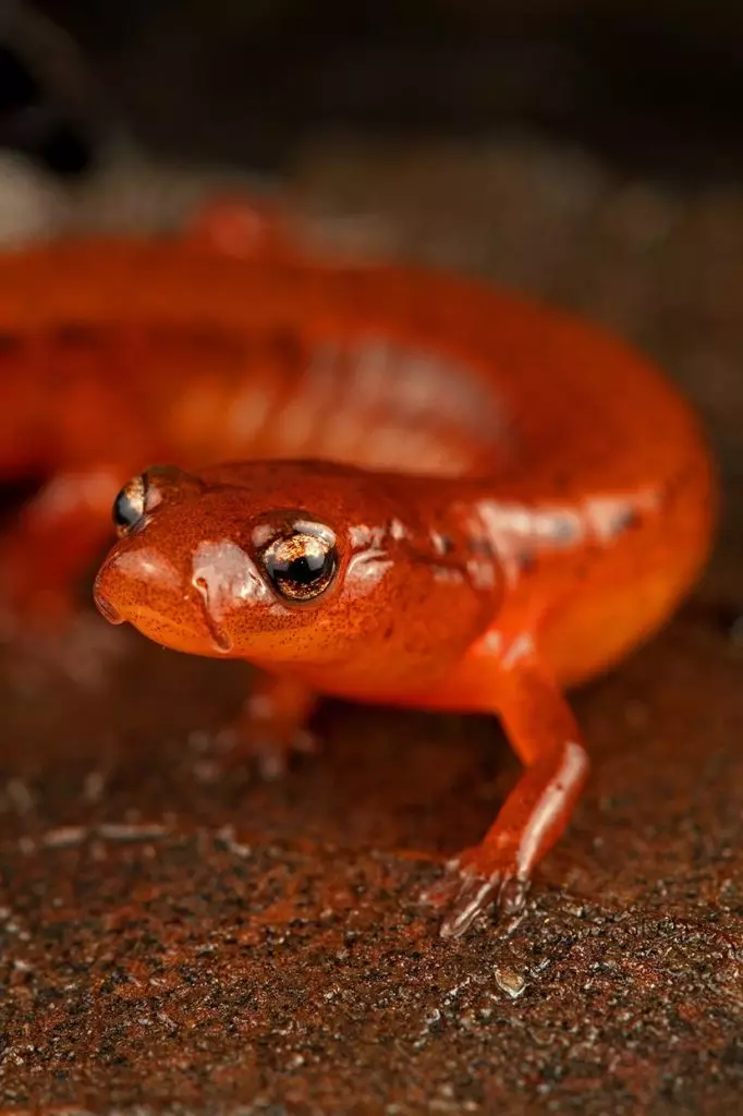 Саламандра Carolina Sandhills (Eurycea arenicola)