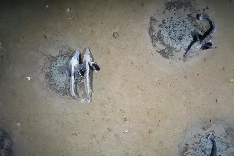 Icefish Nests Weddell Sea