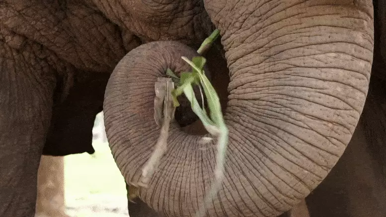 Elefante Che Mangia Con Il Tronco