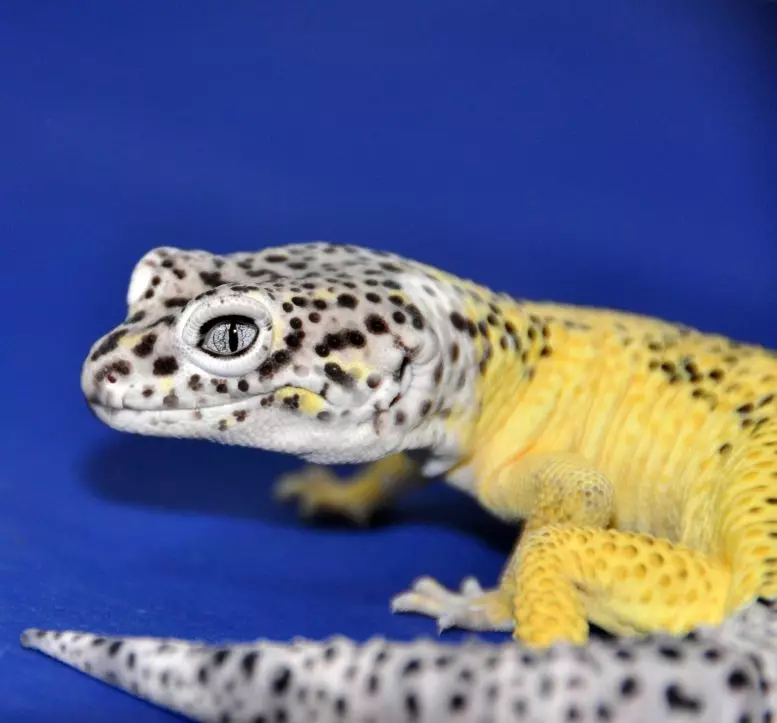 Lemon Frost Gecko Liopard