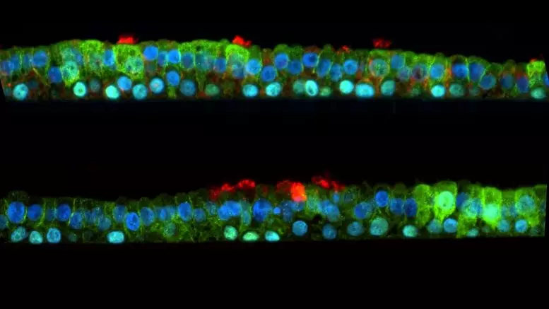 I-Epithelium ye-Airway yabantu