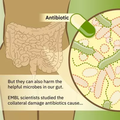 Antibiyotikler Infographic 2