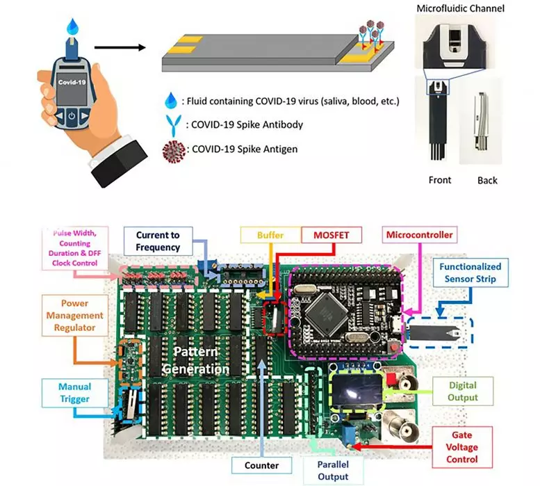 Skema dhe fotografia e shiritit të sensorit të COVID-19