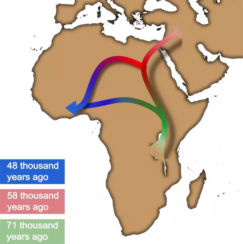 Processus hors de l'Afrique