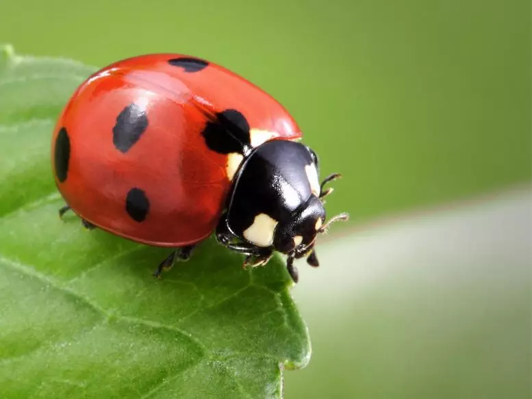 Ladybug Close Up