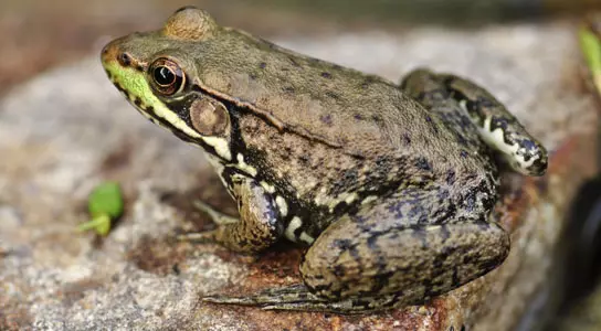 カエルは致命的な病原体の手がかりを持っています