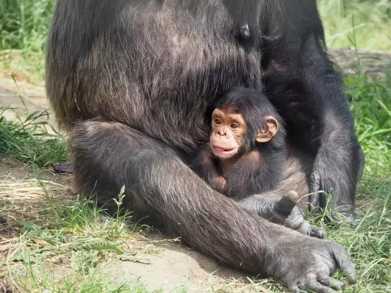 I-Evolution inokuba netyala kuMngcipheko oMkhulu woMhlaza oPhakamileyo ebantwini- 