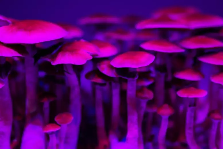 Psilocybin مشروم