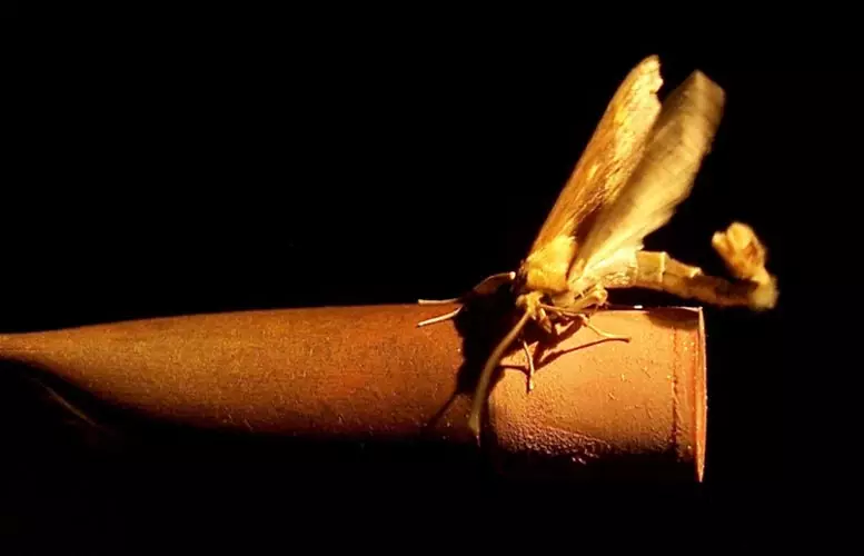 I-Corn Borer Moth Courts Rubber Septum