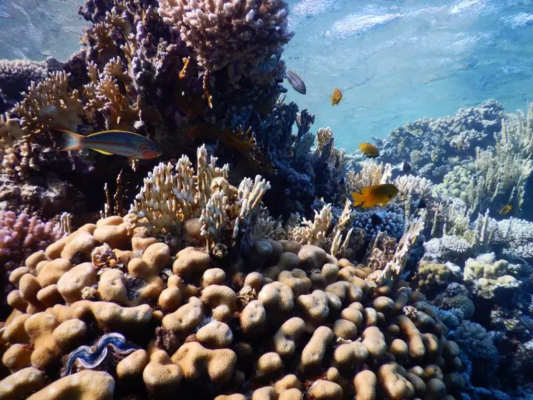 Corals al golf d'Aqaba al mar Roig